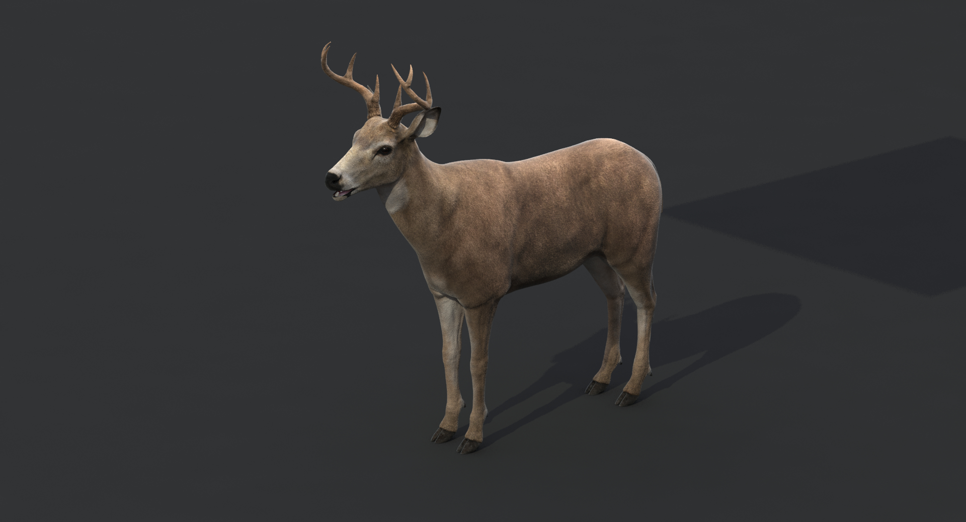 deer 3d model