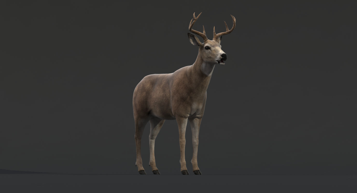 deer 3d model