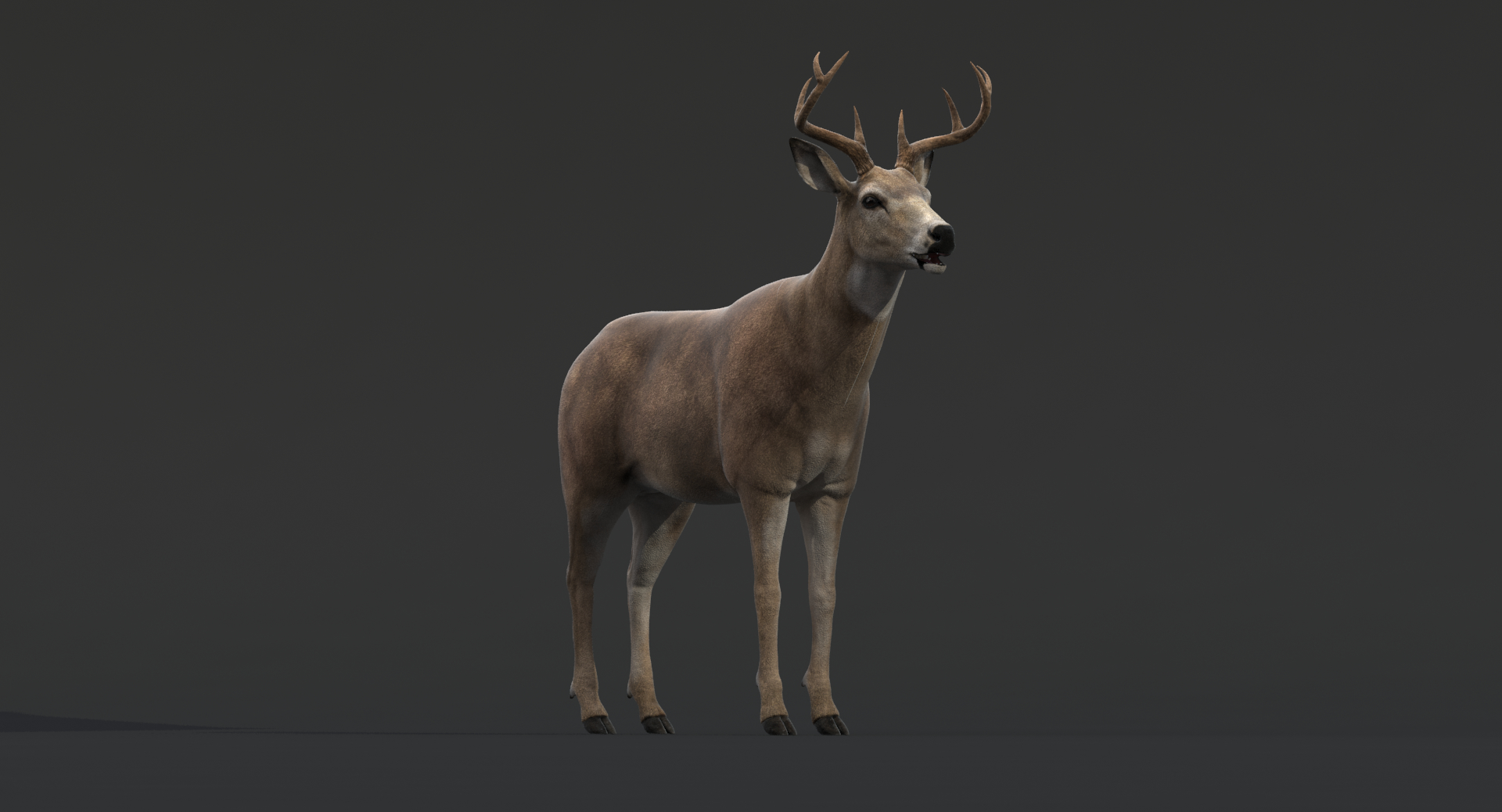 deer 3d model