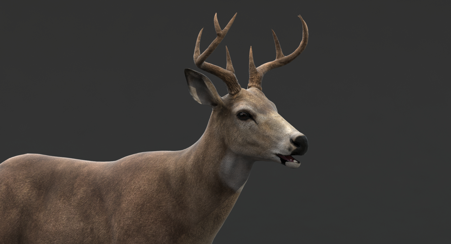 deer 3d model