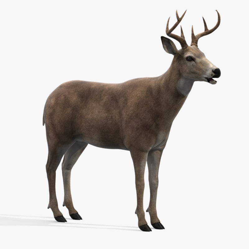 deer 3d model
