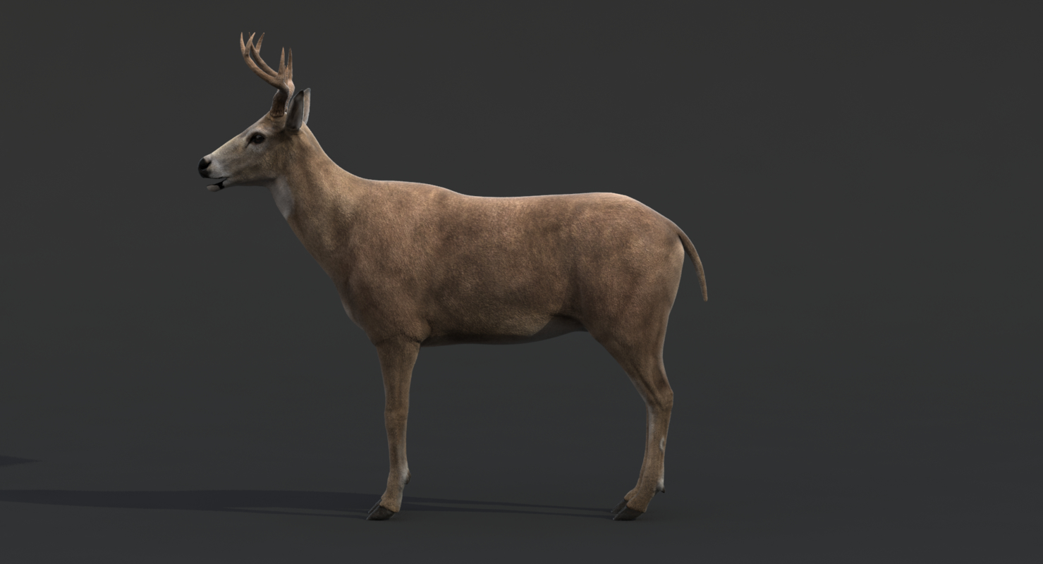 deer 3d model