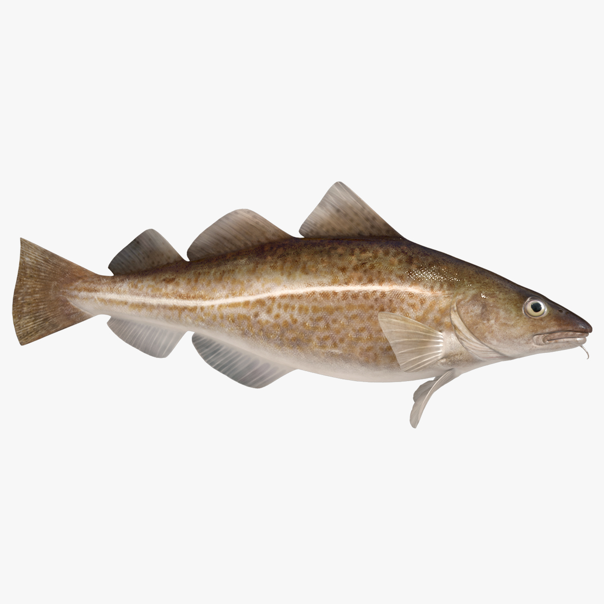 3d model cod animation