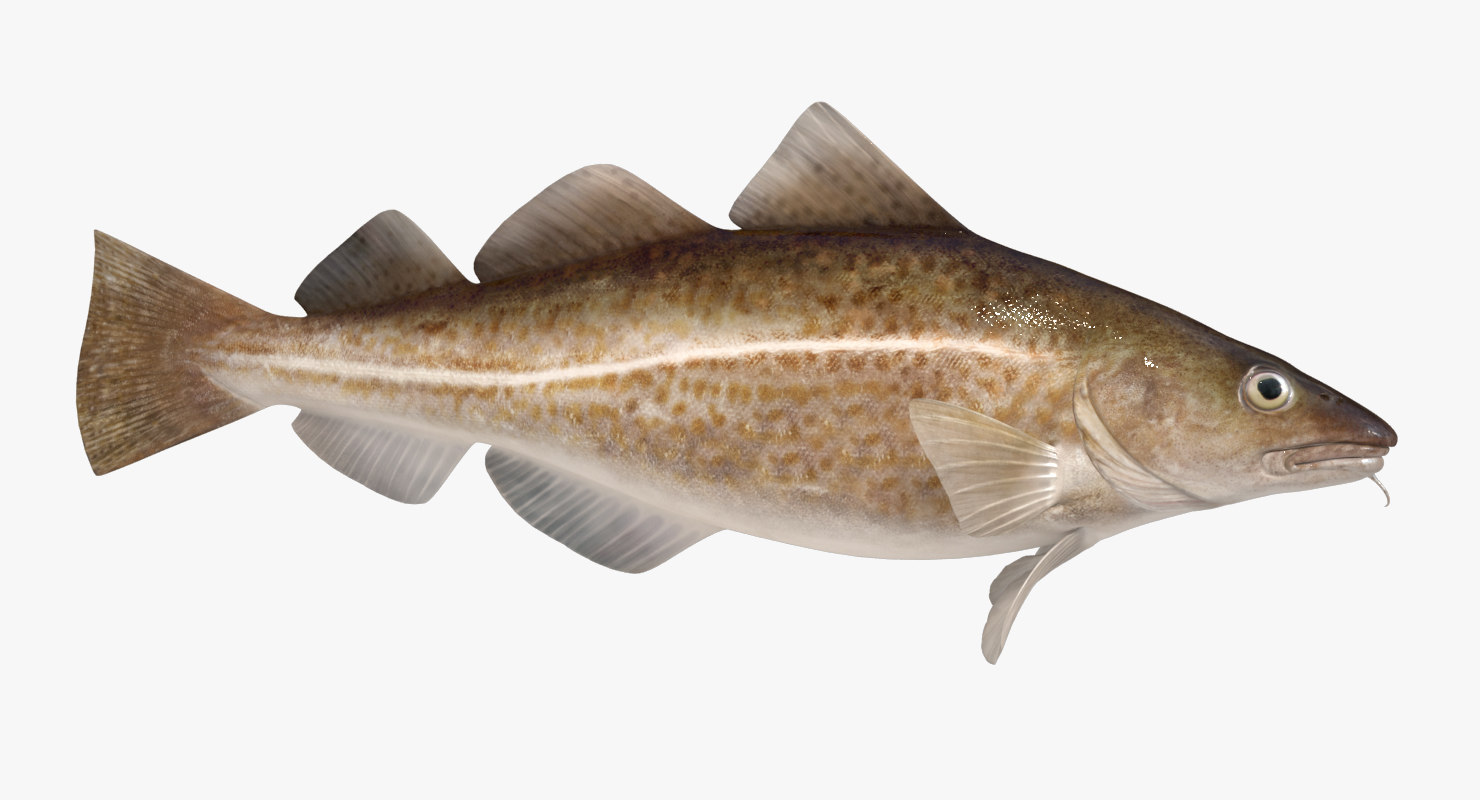 3d model cod animation