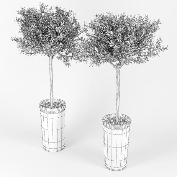 3d model olive tree