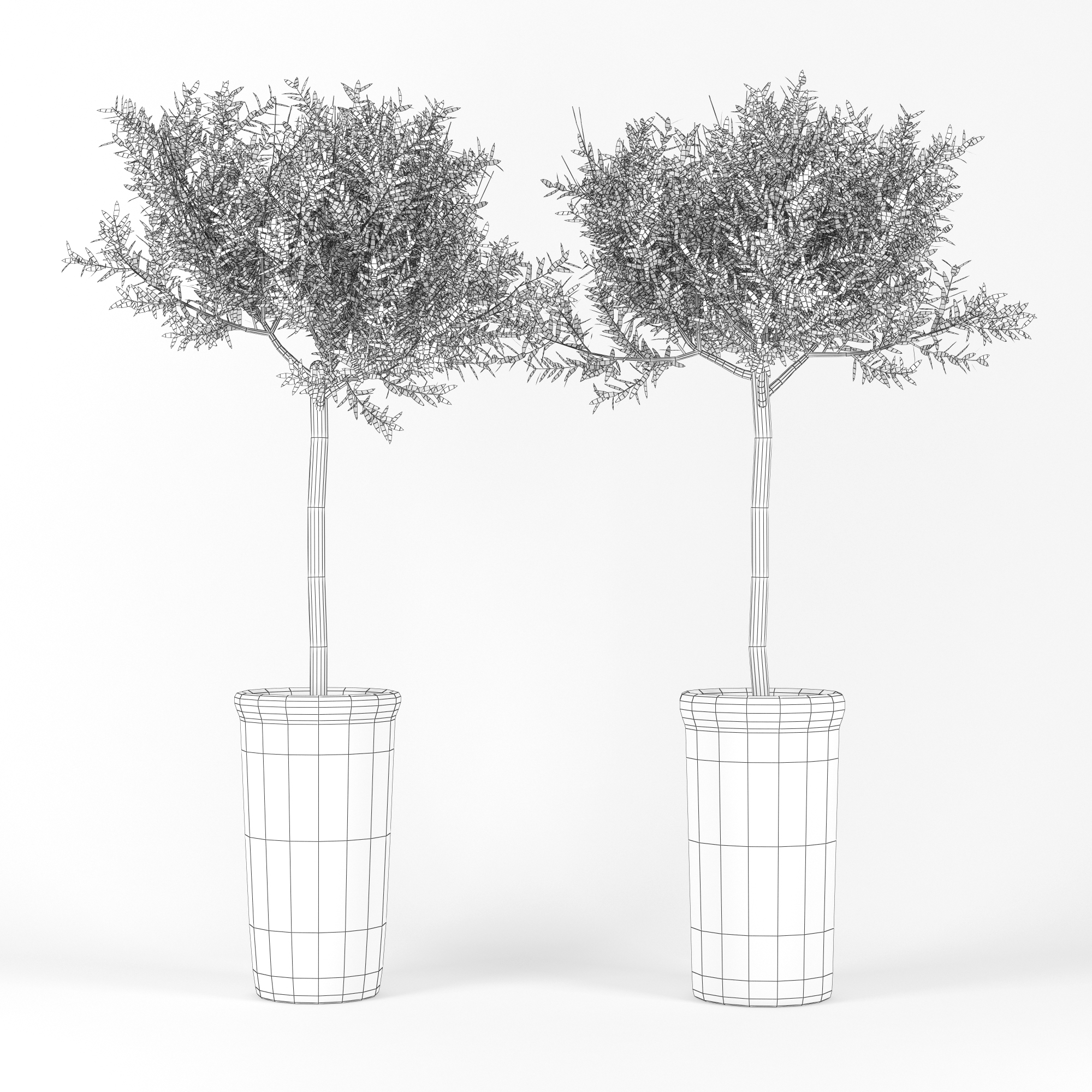 3d model olive tree