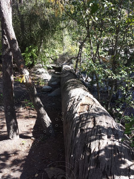 Stock JPEG log huge wood
