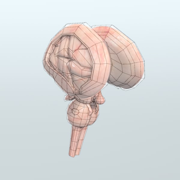 3d model human brain anatomy