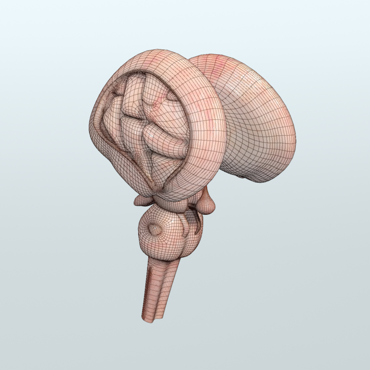 3d model human brain anatomy