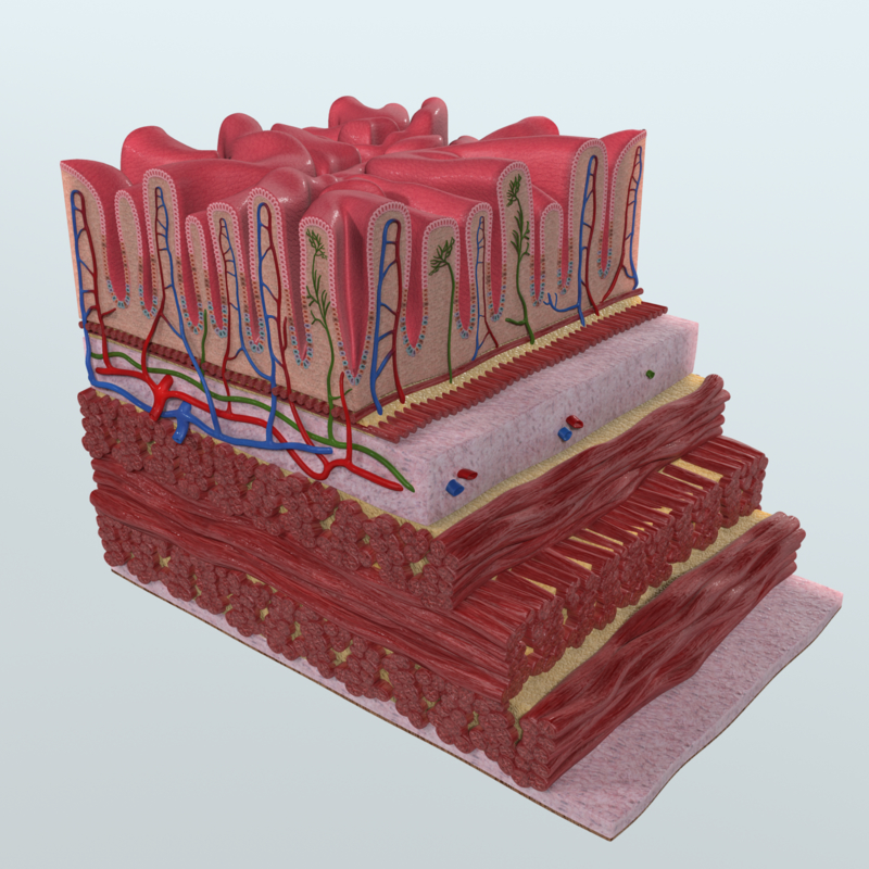 human stomach wall anatomy 3d model