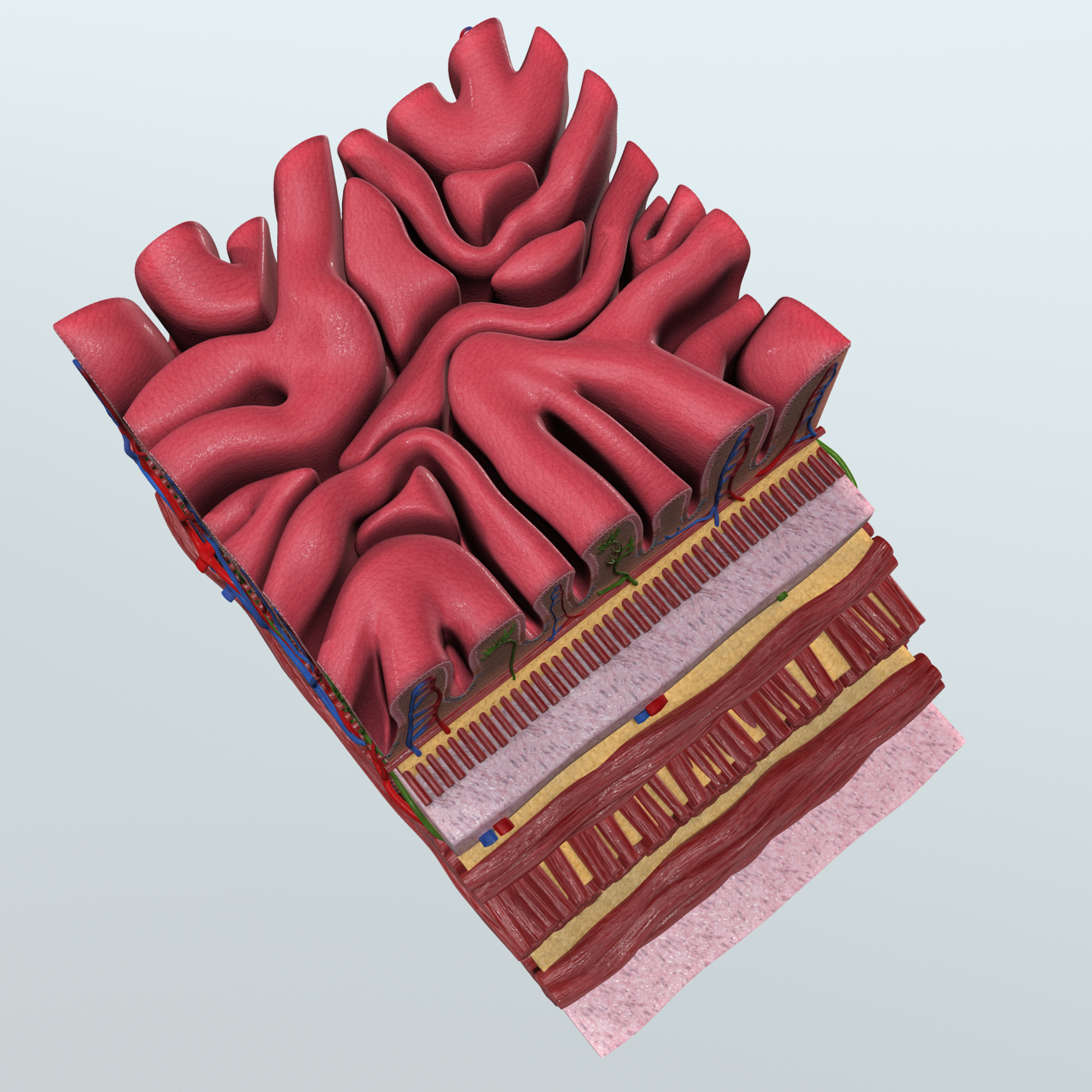human stomach wall anatomy 3d model