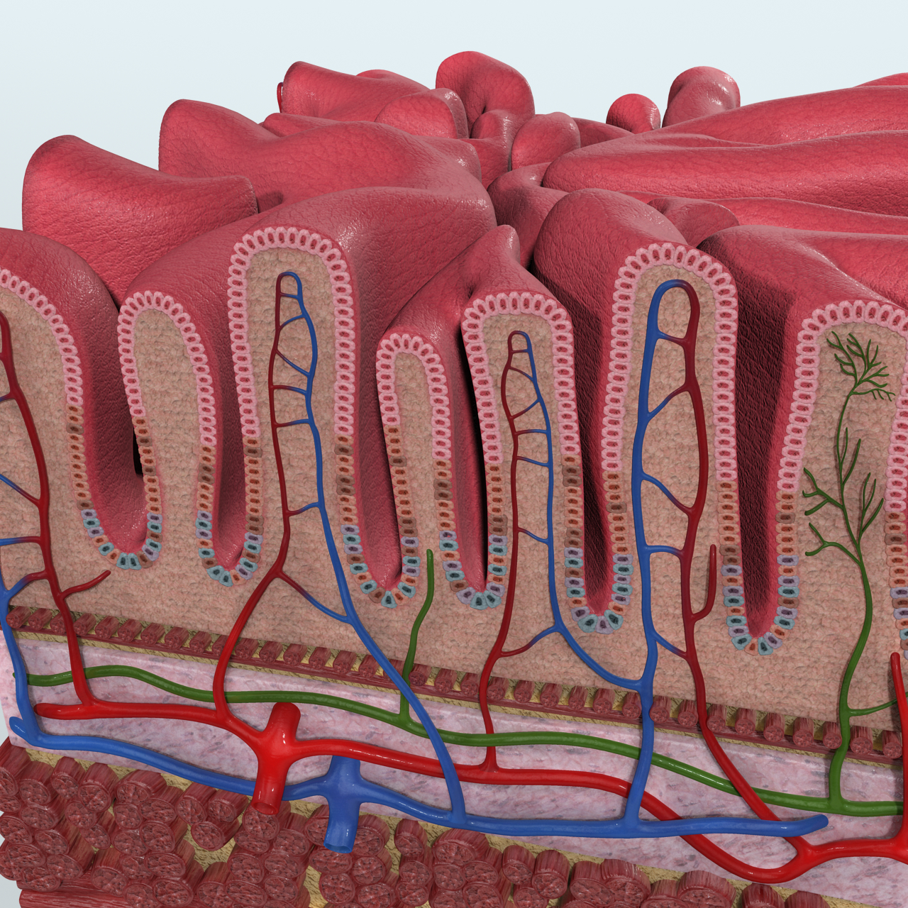 human stomach wall anatomy 3d model