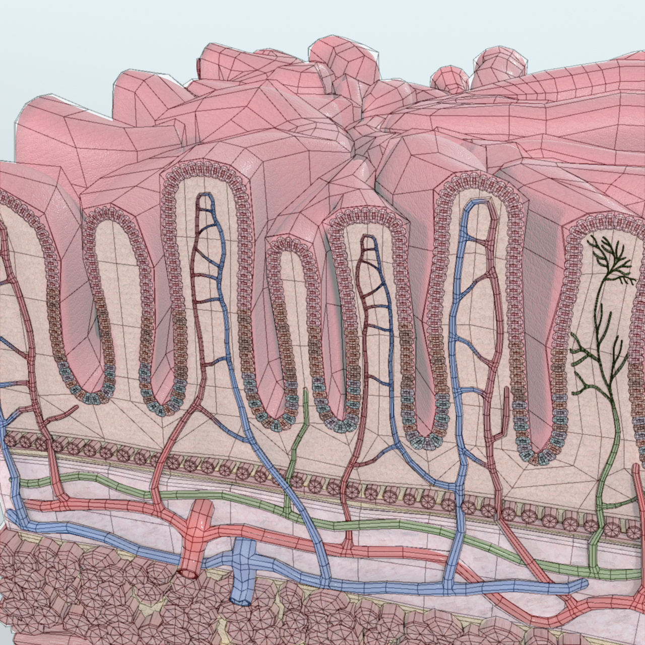 human stomach wall anatomy 3d model