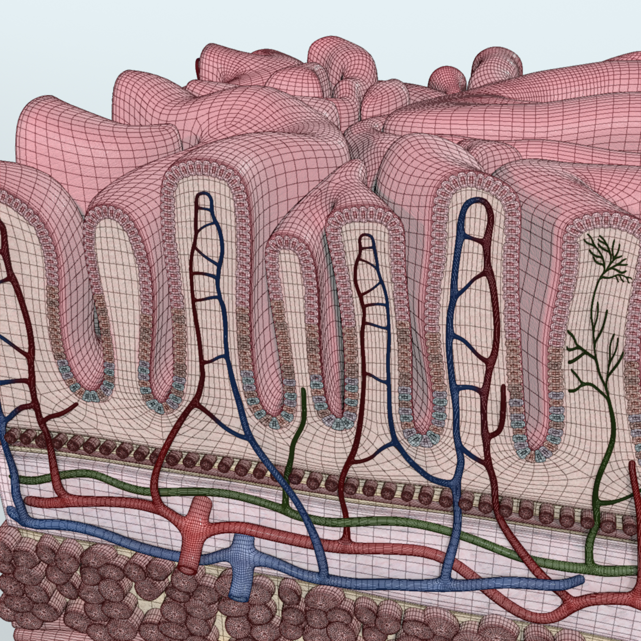 human stomach wall anatomy 3d model