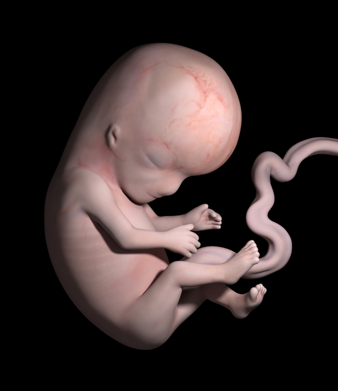 human embryo max