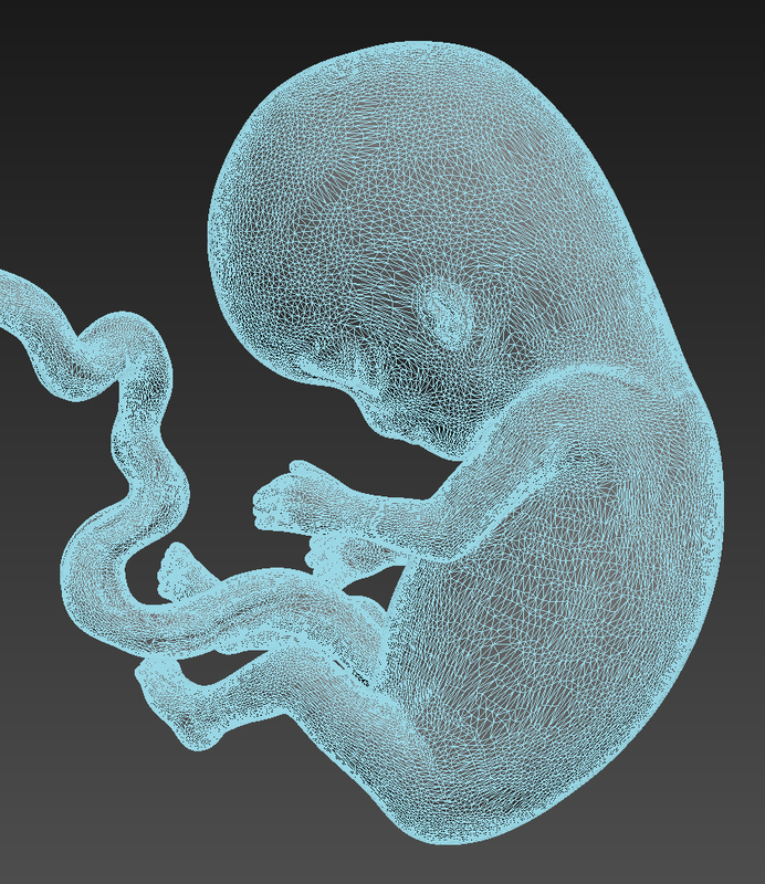 human embryo max