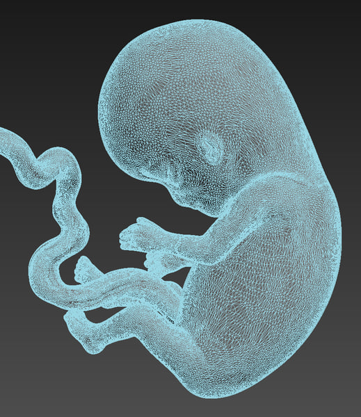 human embryo max