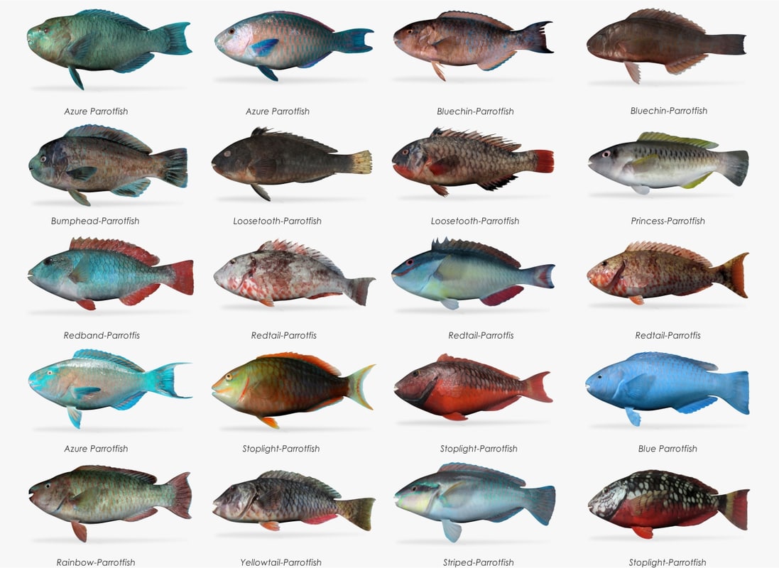 parrotfish fish 3d fbx