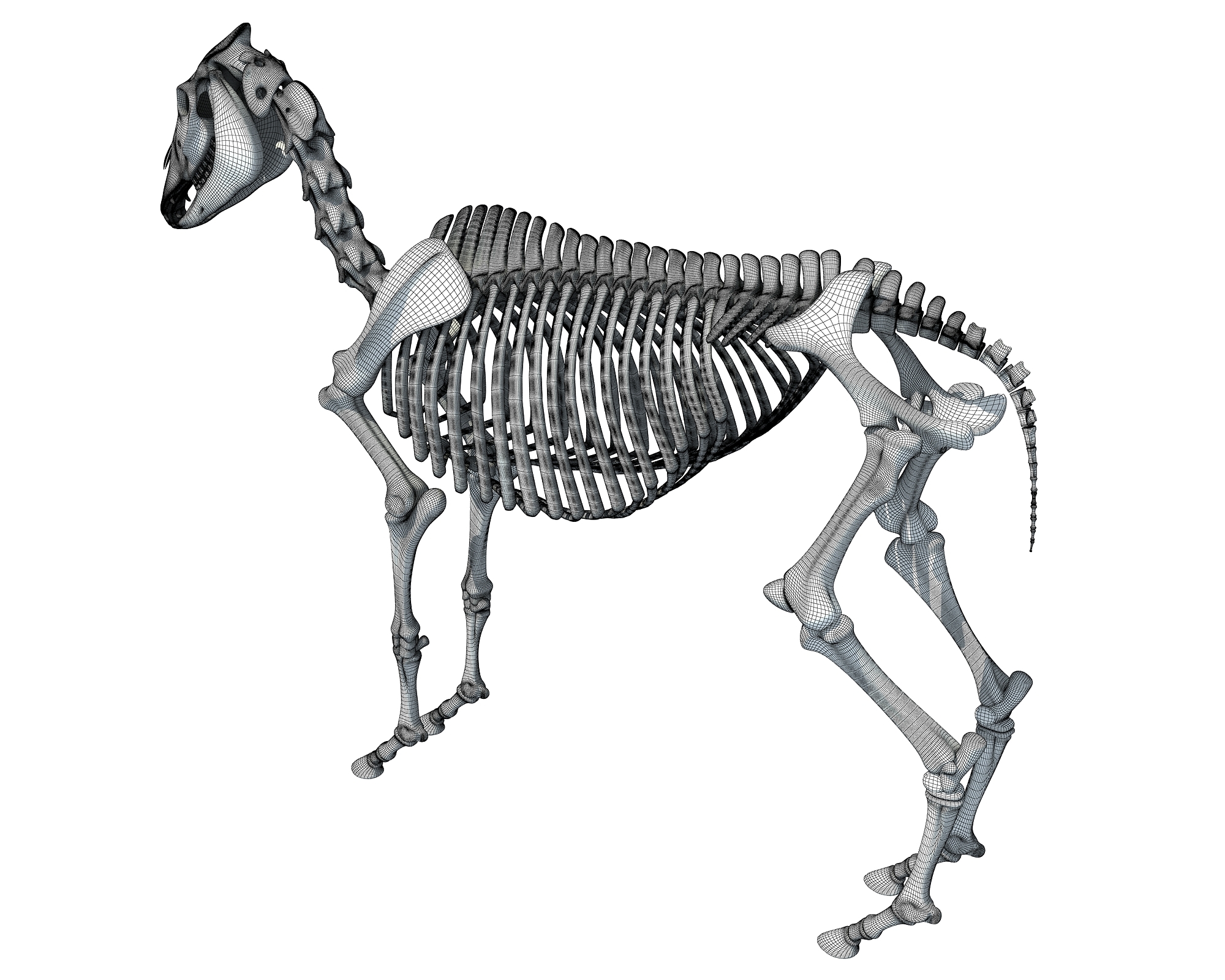 donkey skeleton animal 3d lwo