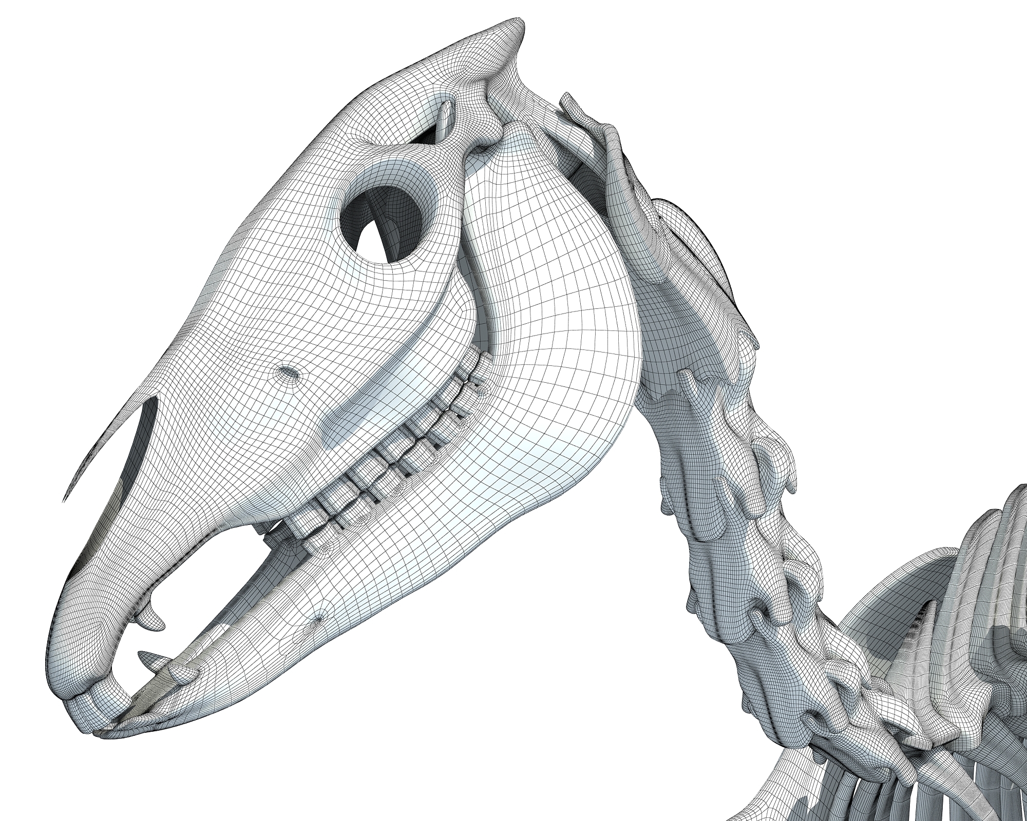 donkey skeleton animal 3d lwo