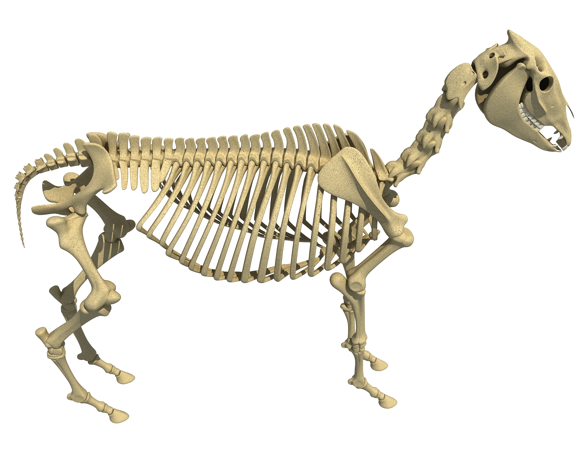 donkey skeleton animal 3d lwo