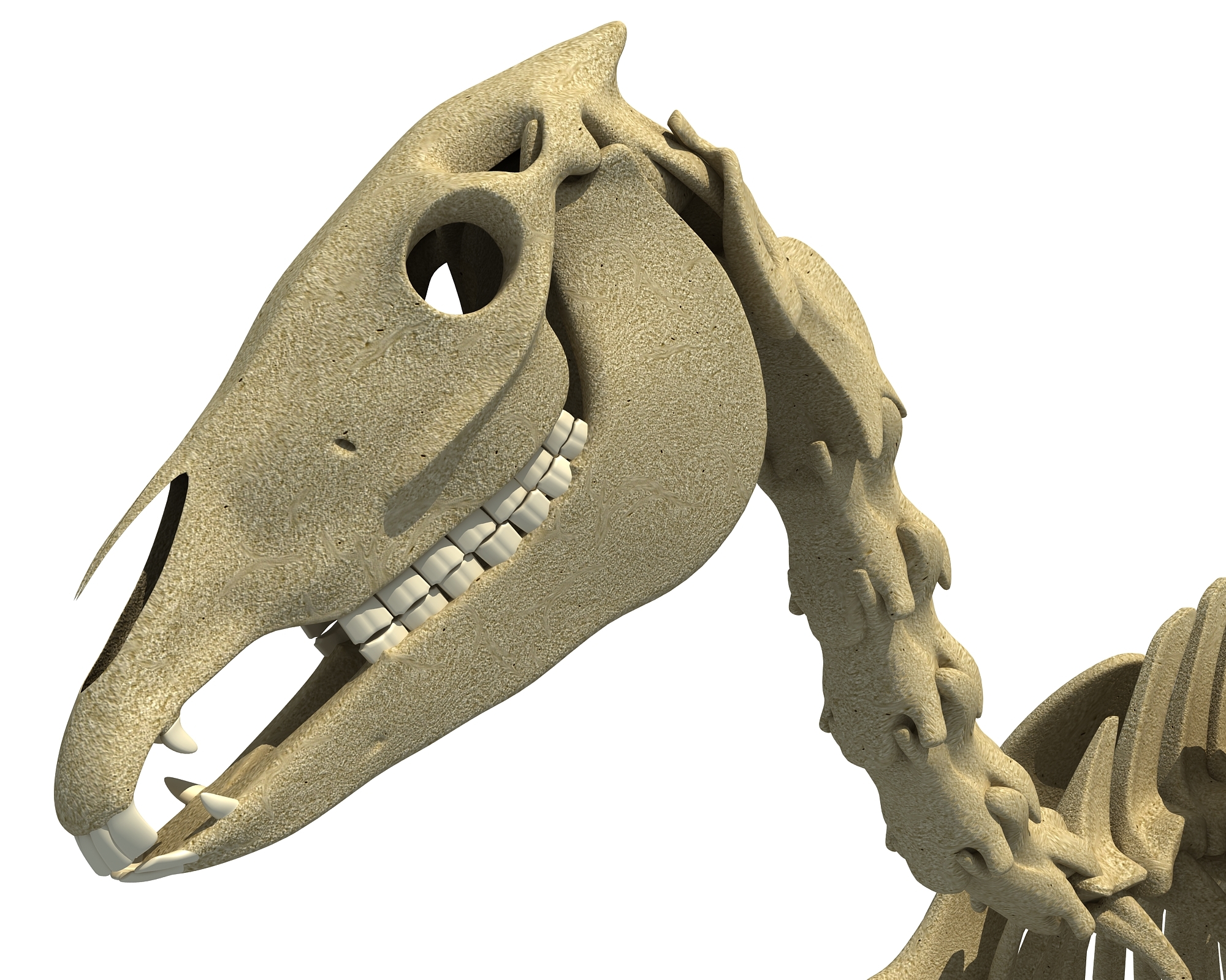 donkey skeleton animal 3d lwo