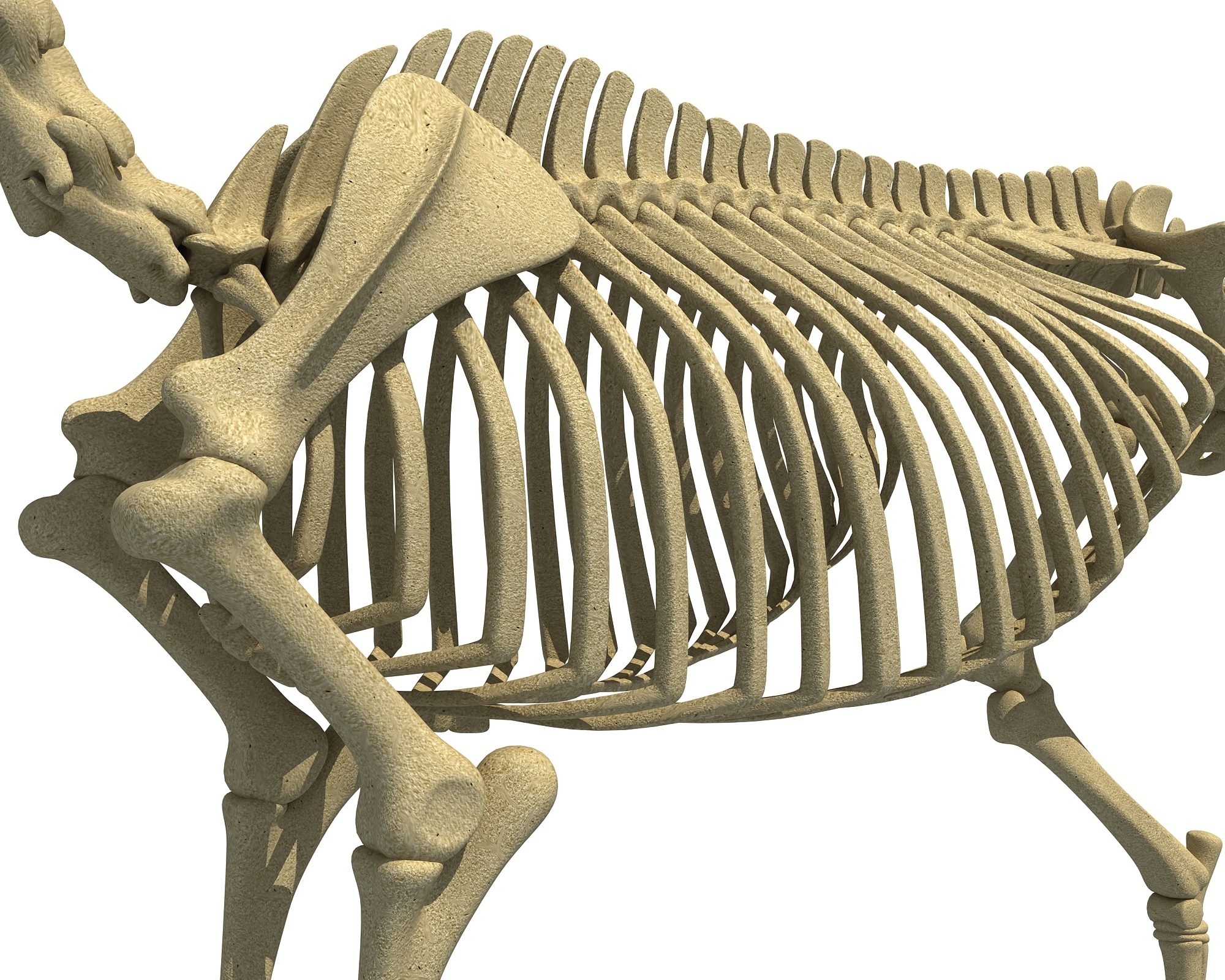 donkey skeleton animal 3d lwo