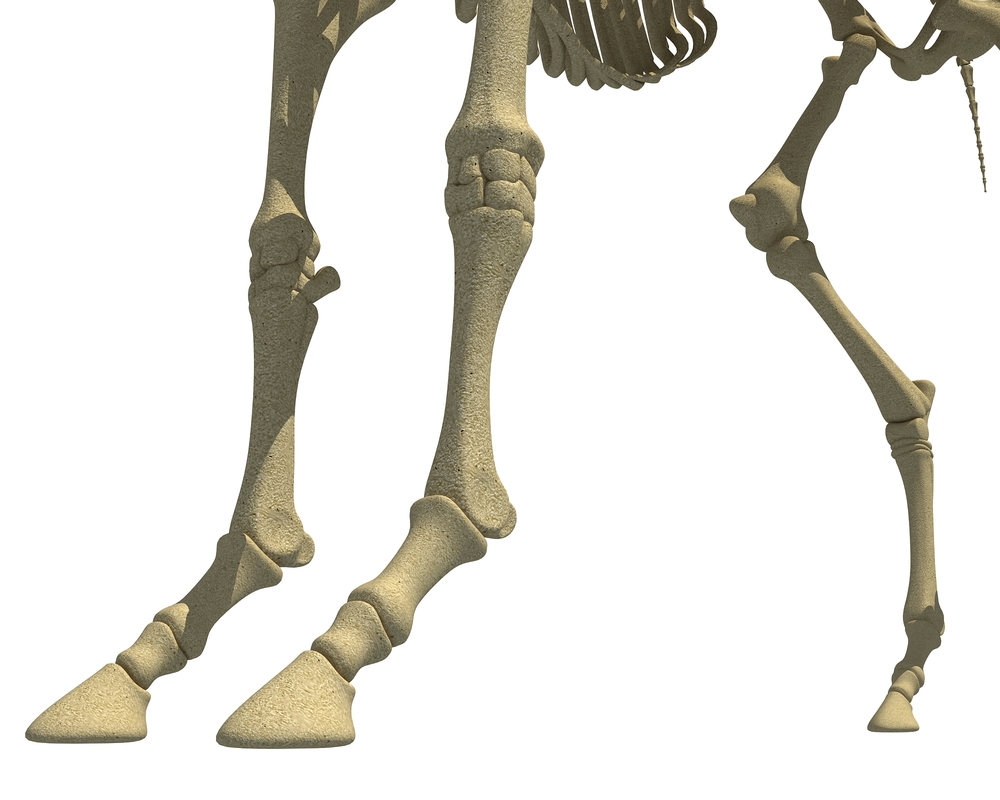donkey skeleton animal 3d lwo