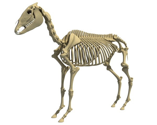 donkey skeleton animal 3d lwo