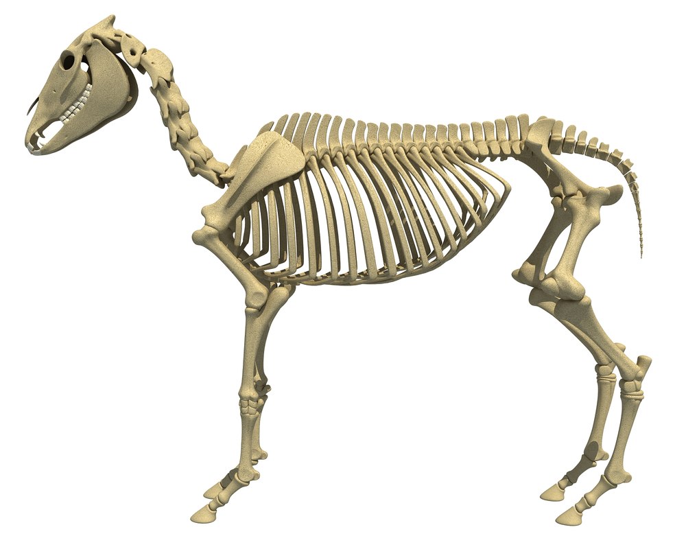 donkey skeleton animal 3d lwo