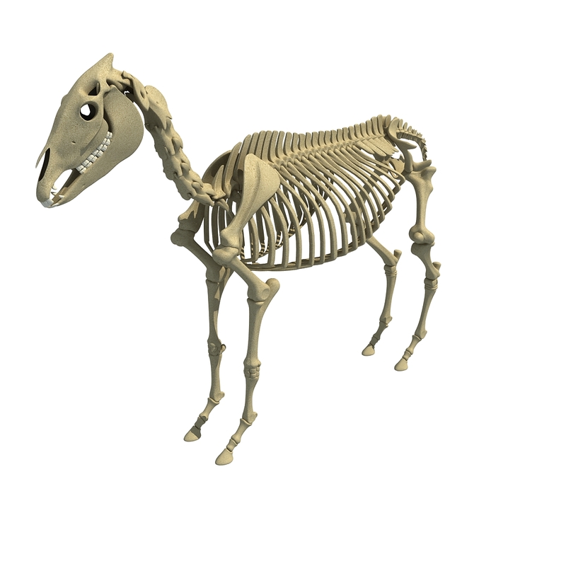 donkey skeleton animal 3d lwo