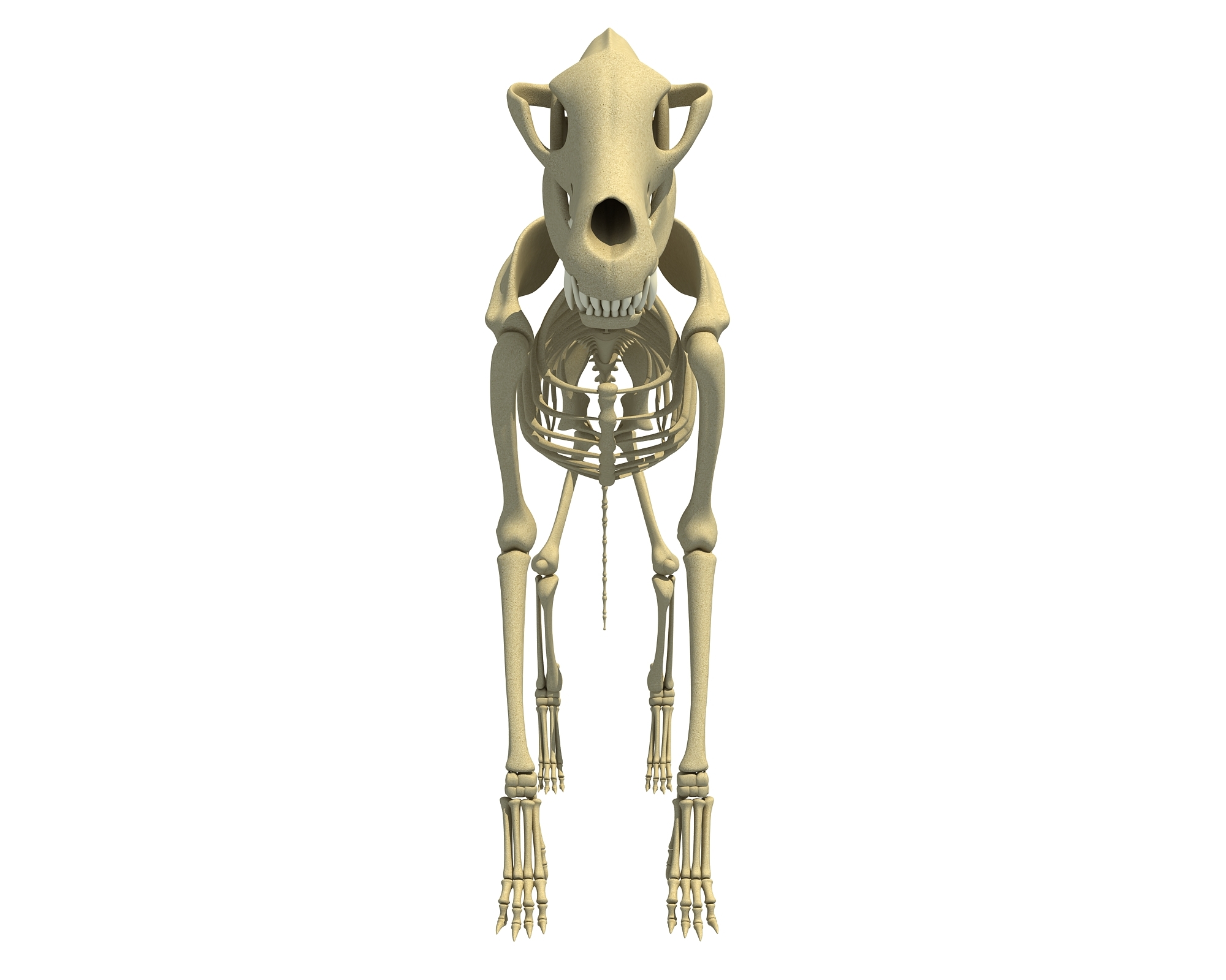 wolf skeleton animal 3d model