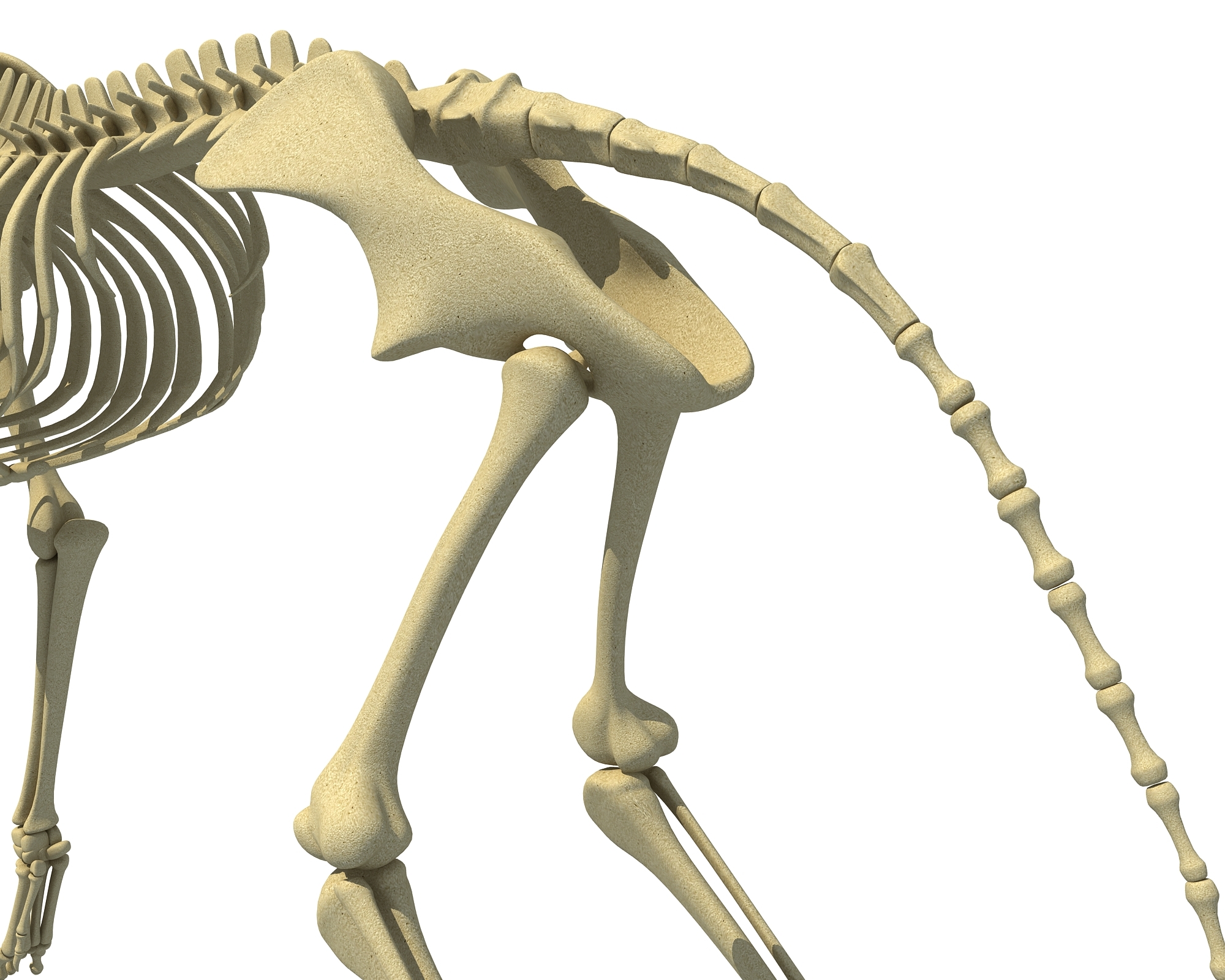 wolf skeleton animal 3d model