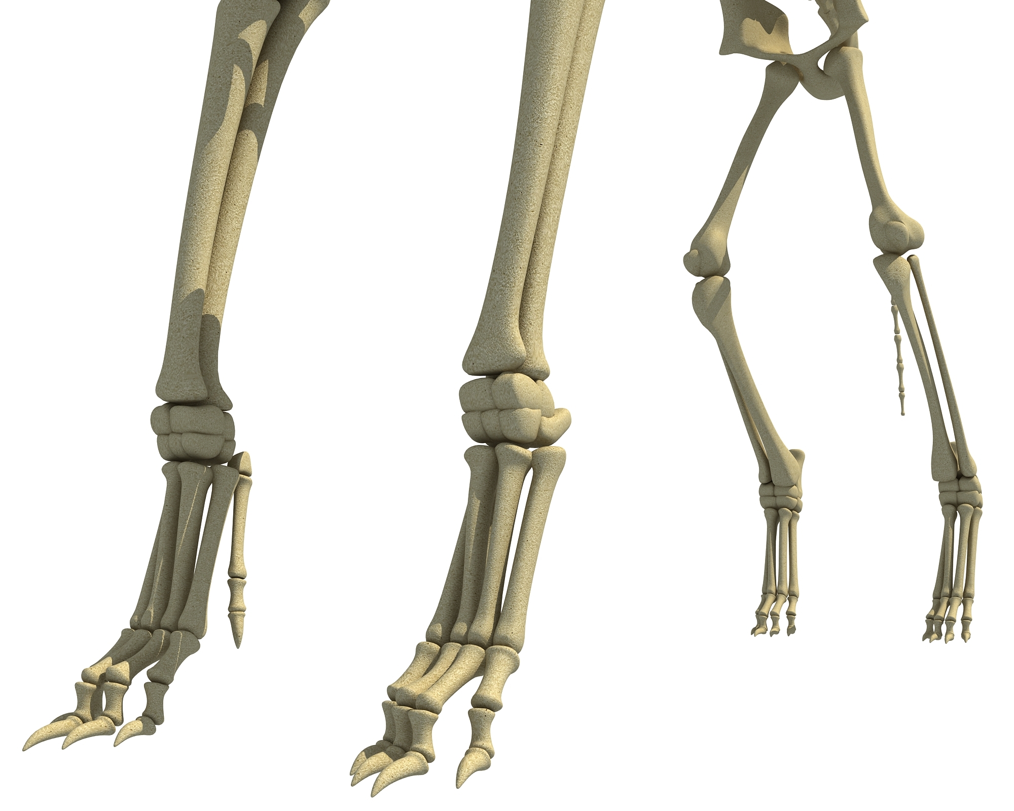 wolf skeleton animal 3d model