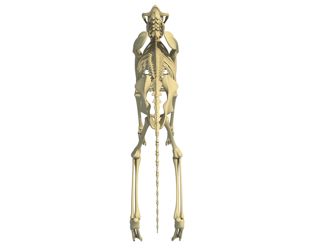 wolf skeleton animal 3d model