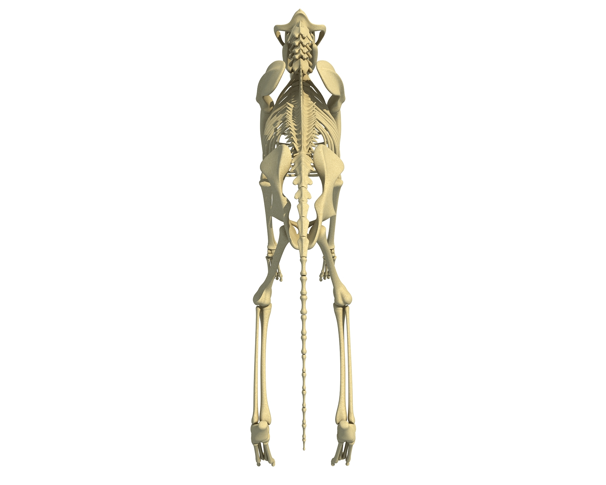 wolf skeleton animal 3d model