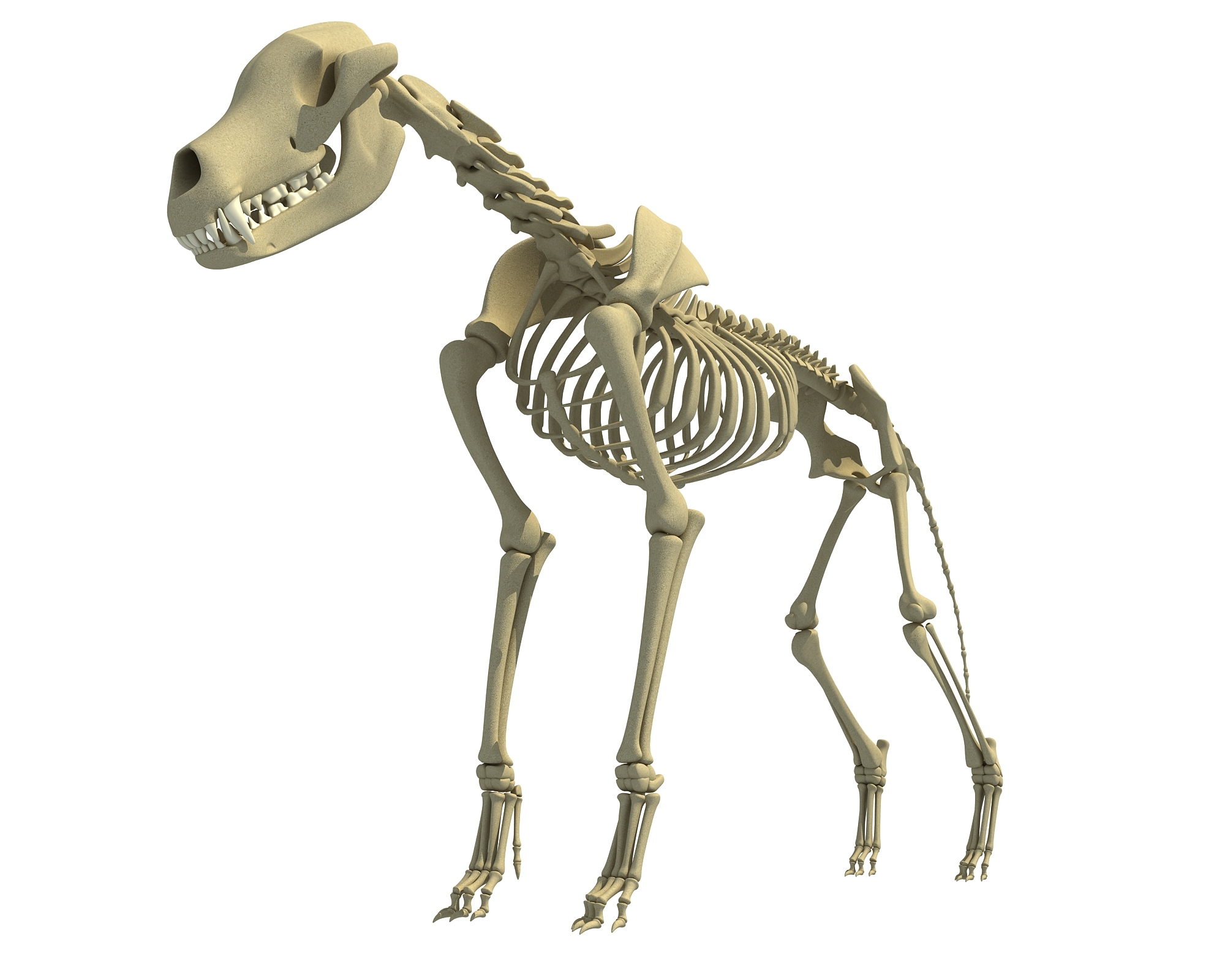 wolf skeleton animal 3d model