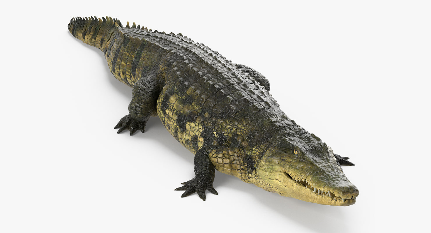 crocodile walking 3d model