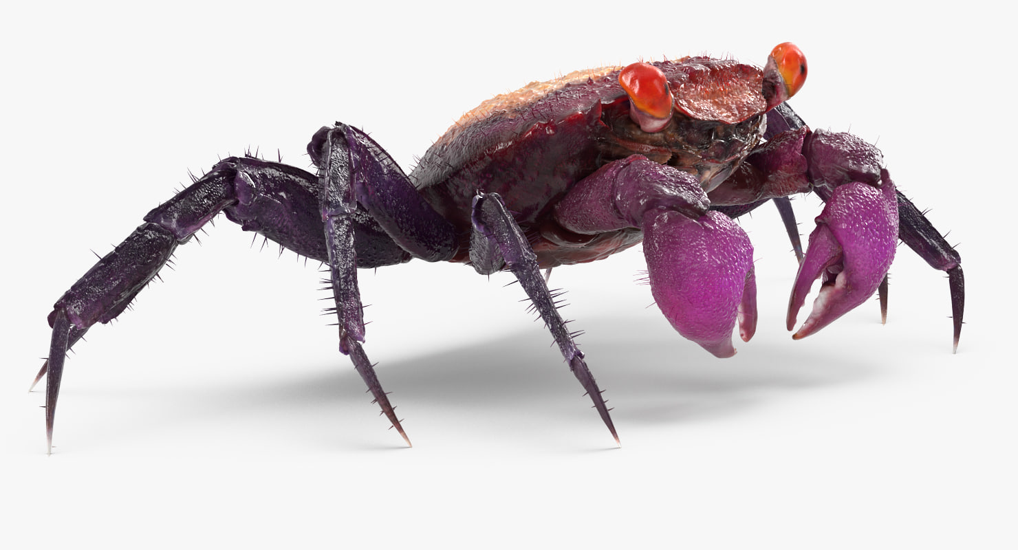 vampire crab geosesarma fur max