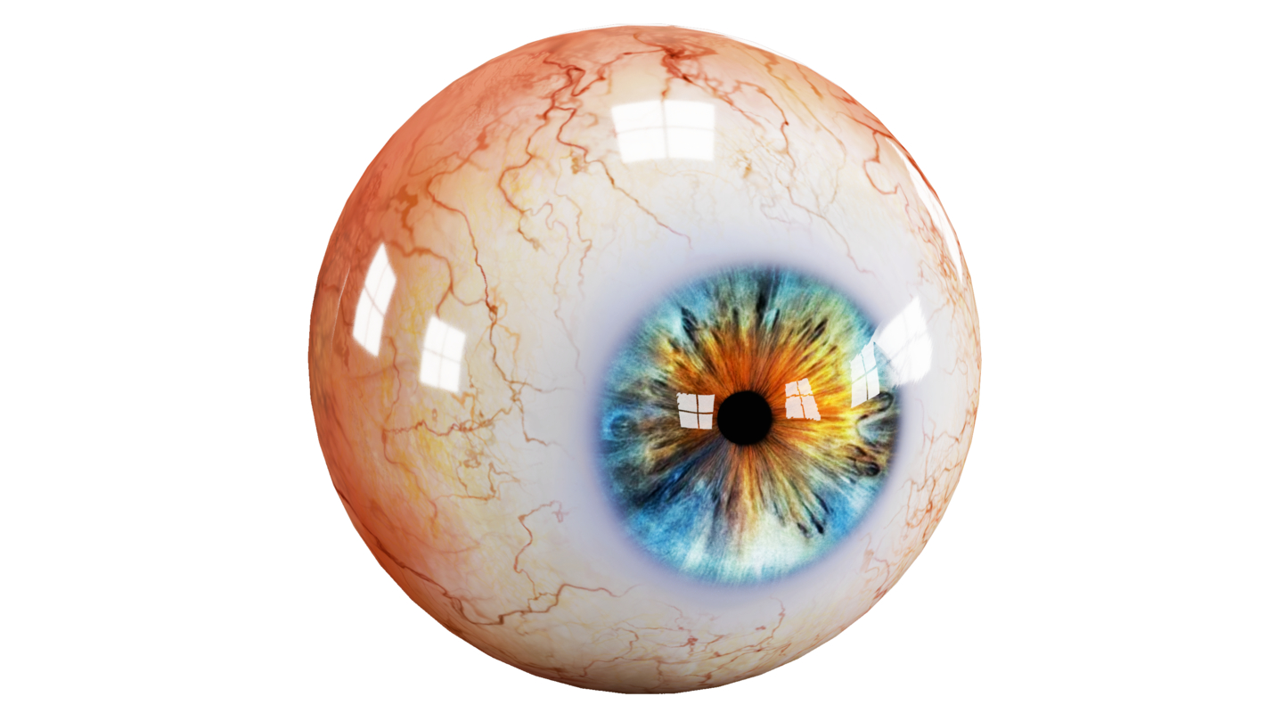 3d model human eye
