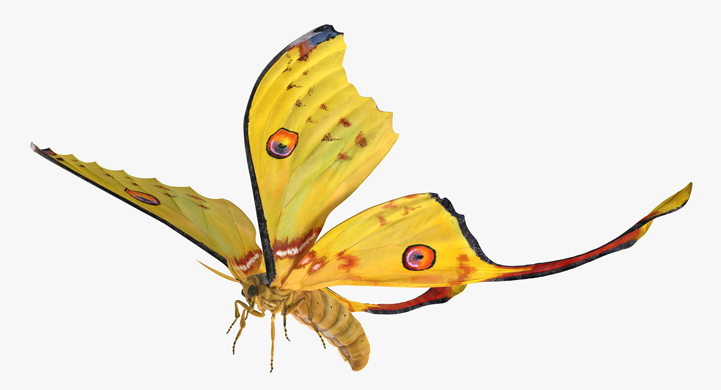 3d model comet moth flying pose