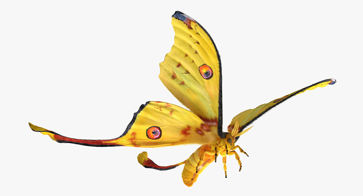 3d model comet moth flying pose
