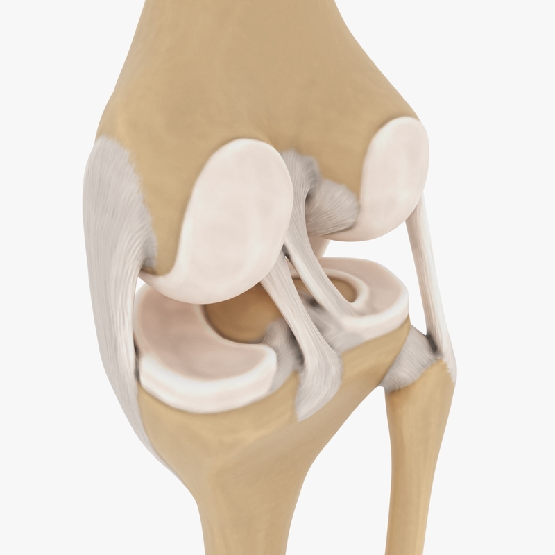 3d model joint knee