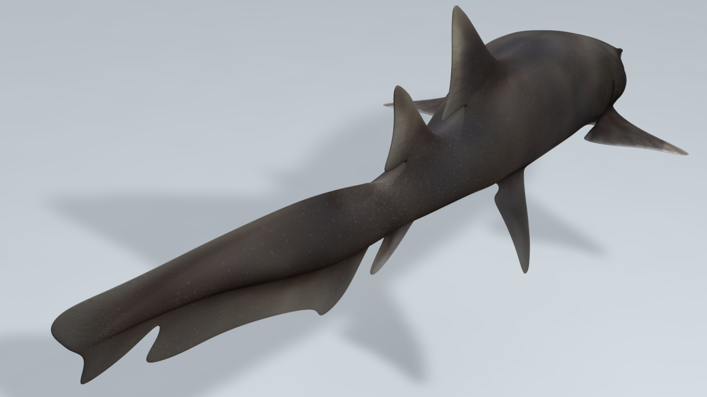 nurse shark 3d model