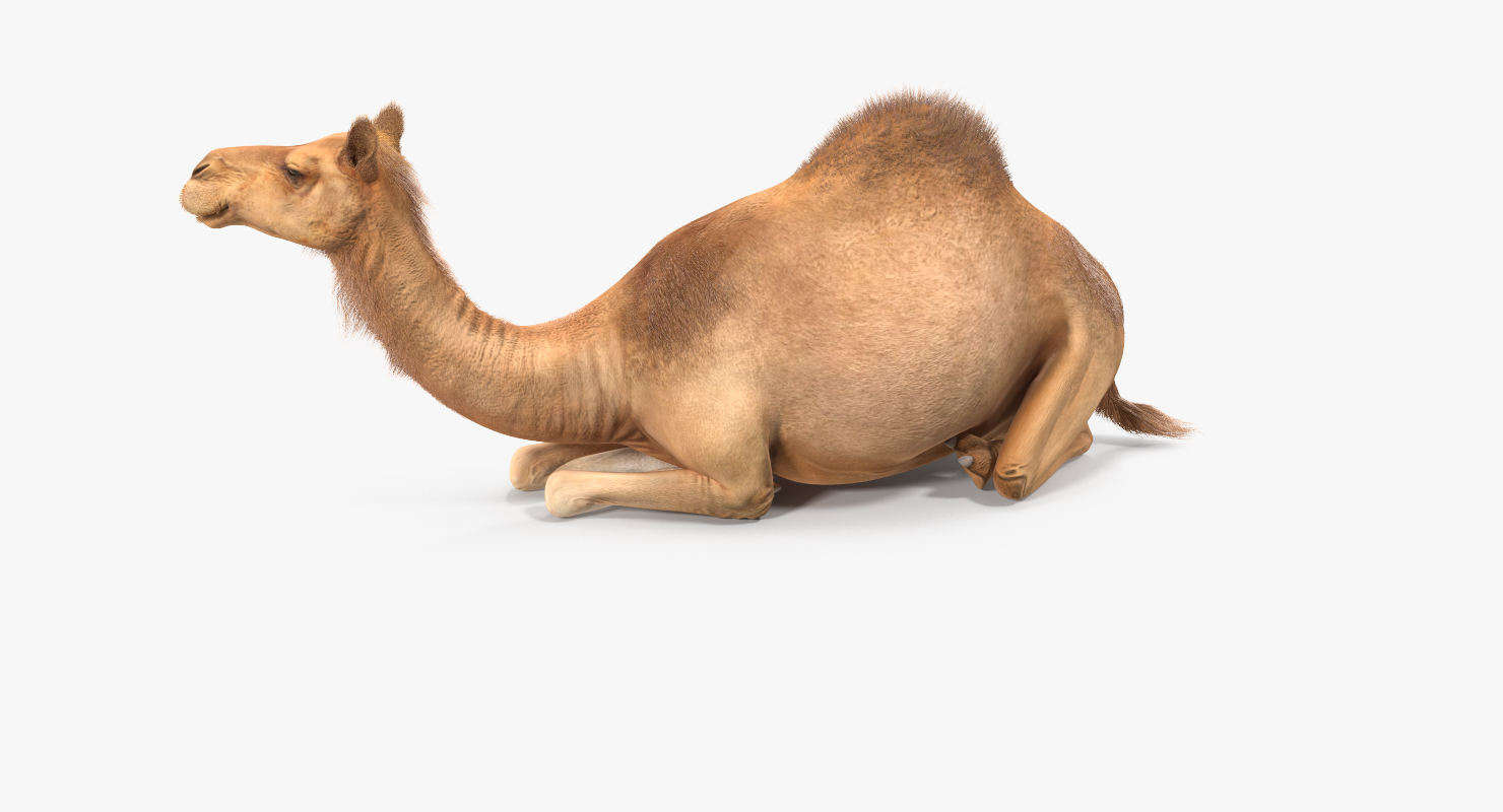 camel sitting pose fur 3d model