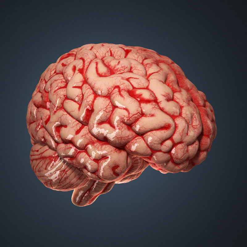 3d model human brain