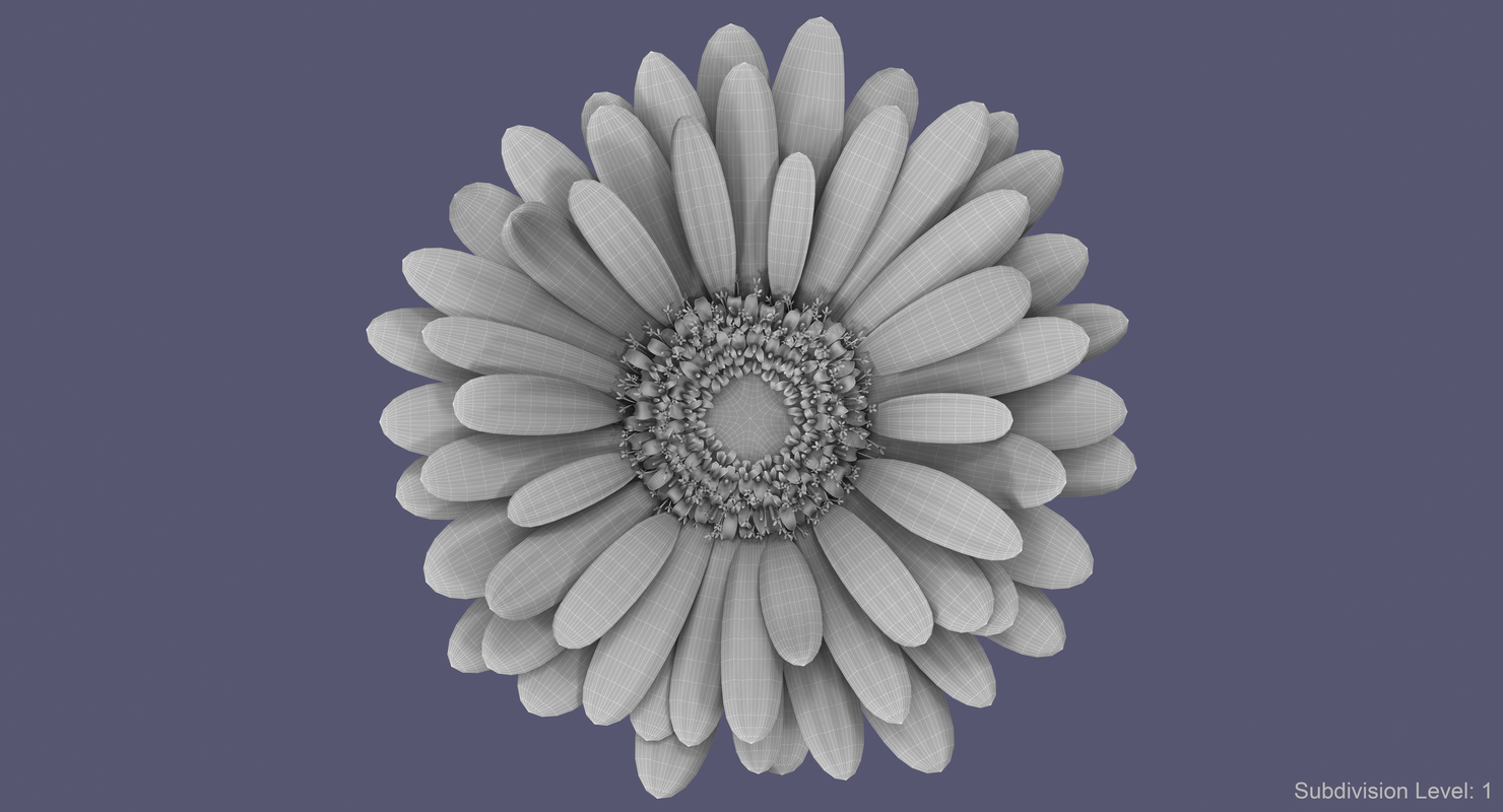 gerbera flower 3d model