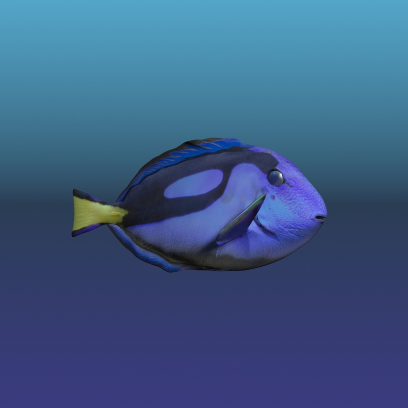 blue tang fish 3d max