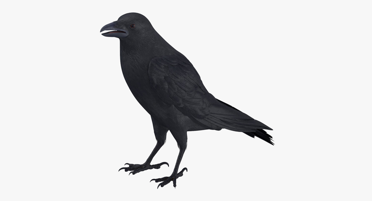 crow 01 3d model