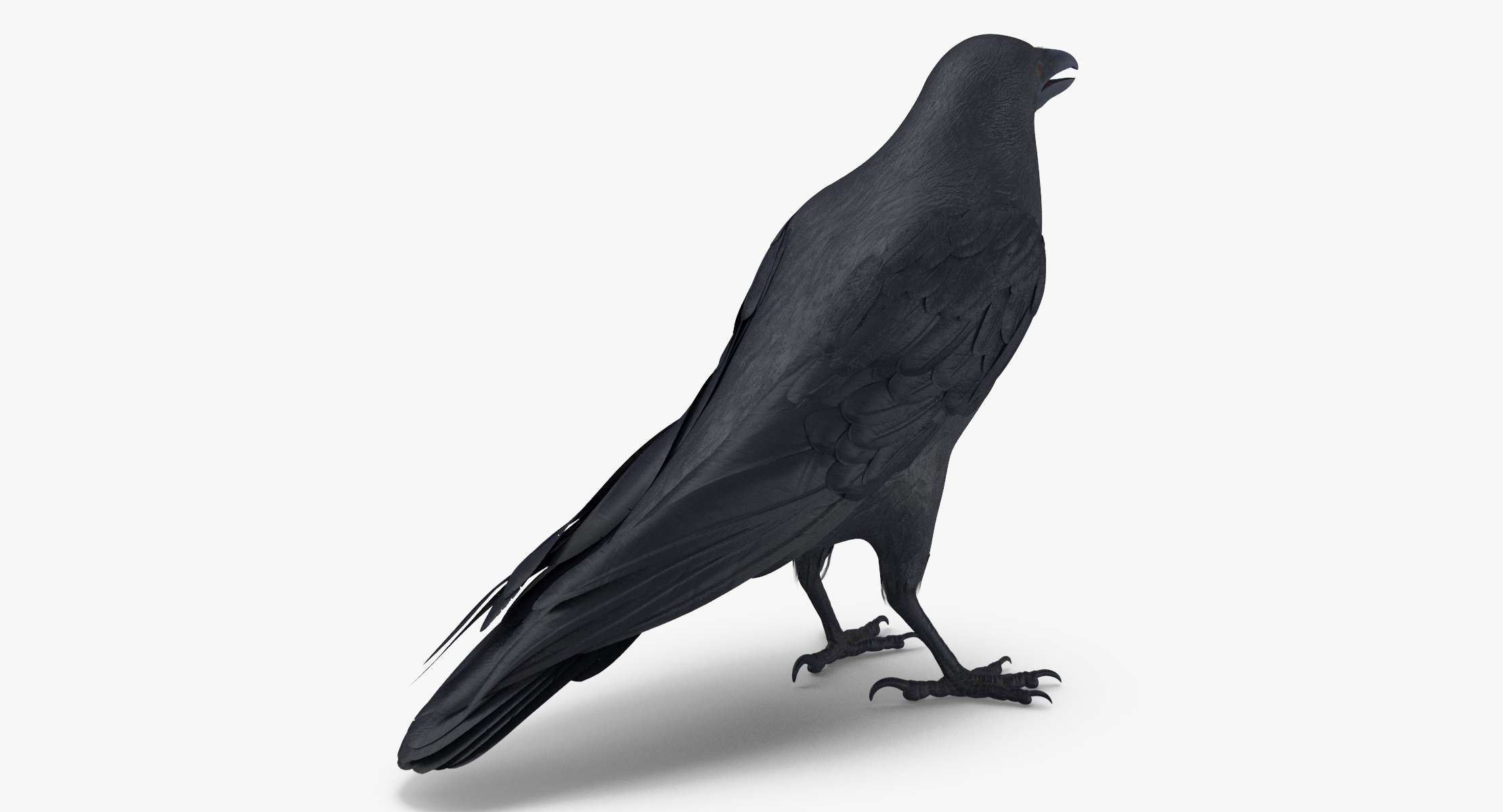crow 01 3d model